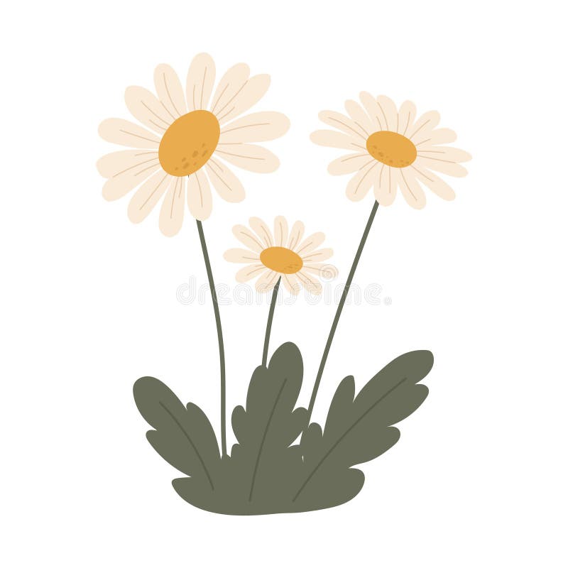 Elegant Chamomile Flowers. Vector Stock Vector - Illustration of vector ...