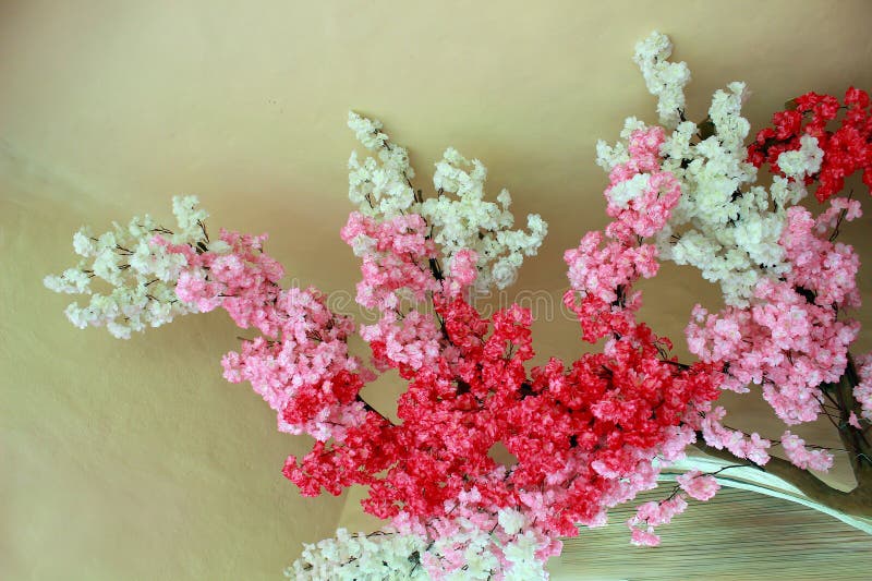 Elegant Cherry Blossoms Bloom in Soft Shades, Adding Charm and Gentle ...