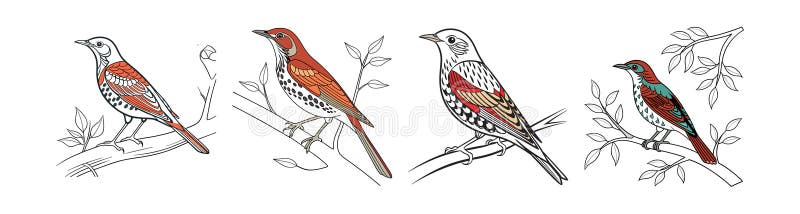Elegant Chinese Thrush Bird Artwork Stock Illustration - Illustration ...