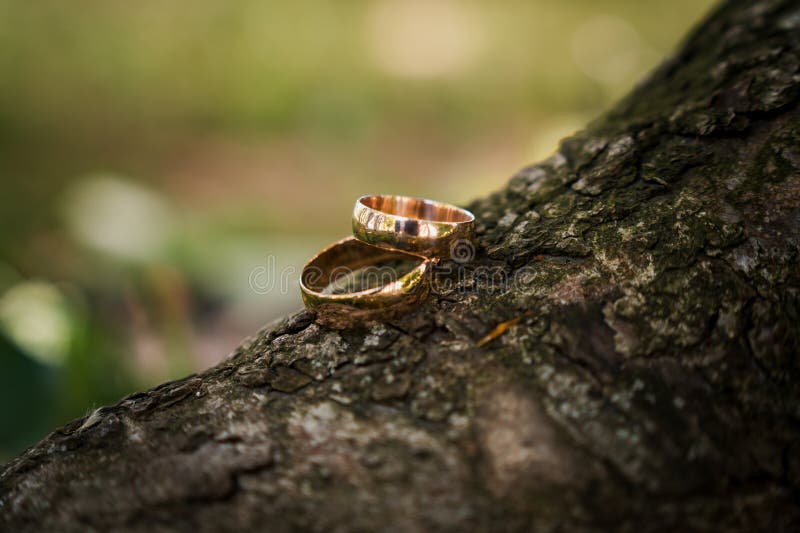 Elegant Circular Gold Wedding Bands Resting on a Rustic Tree Bark ...