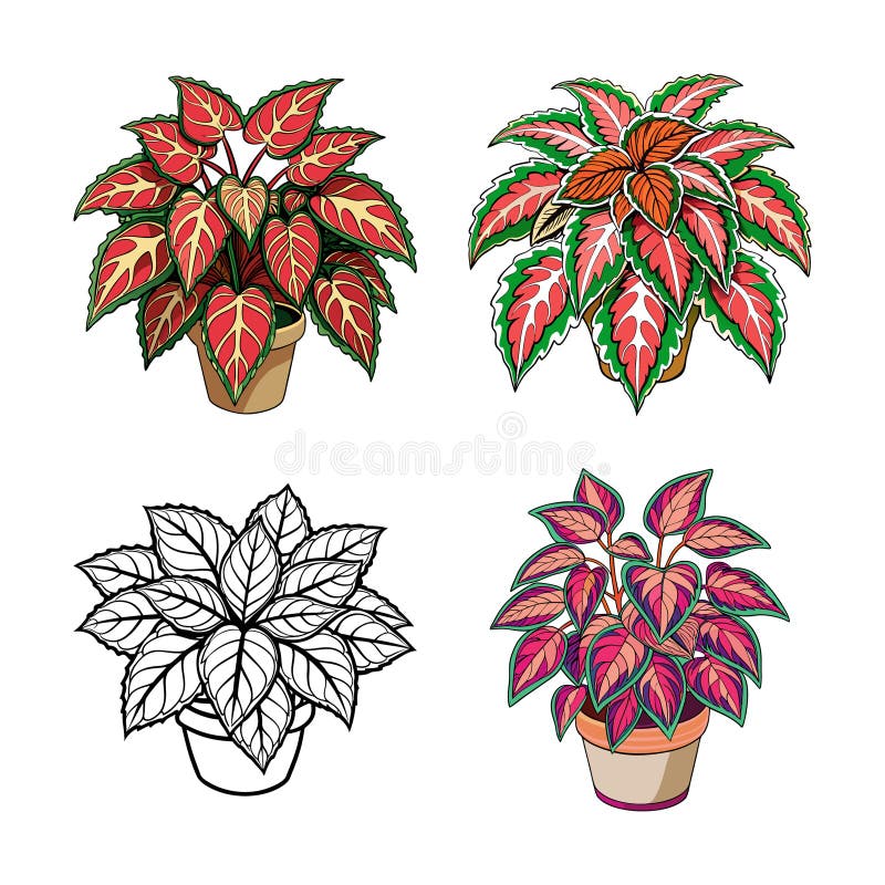 Elegant Coleus Blumei Houseplant Design Stock Vector - Illustration of grow, drawing: 361284196