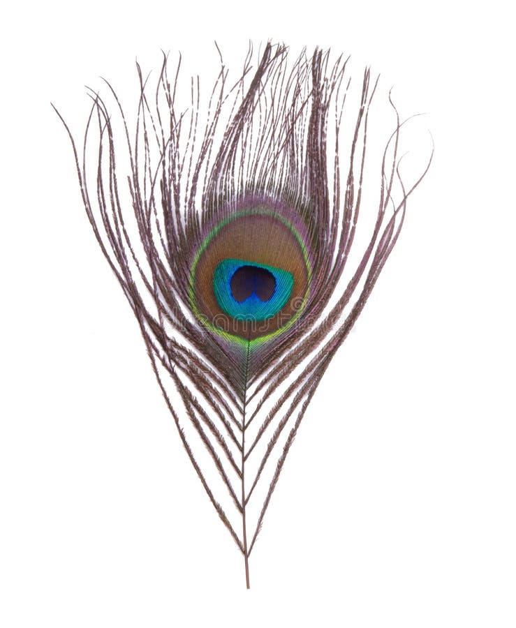 Elegant Colorful Peacock Bird Feather Isolated on the White Stock Image ...