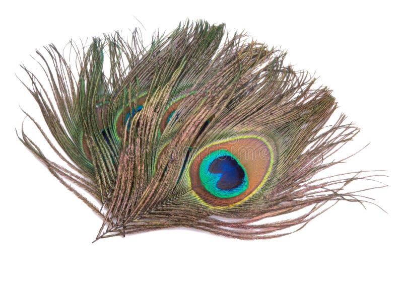 Elegant Colorful Peacock Bird Feather Isolated on the White Stock Image ...
