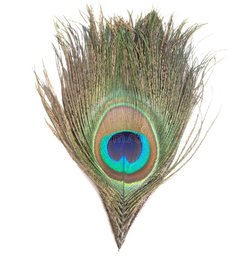 Elegant Colorful Peacock Bird Feather Isolated on the White Stock Image ...