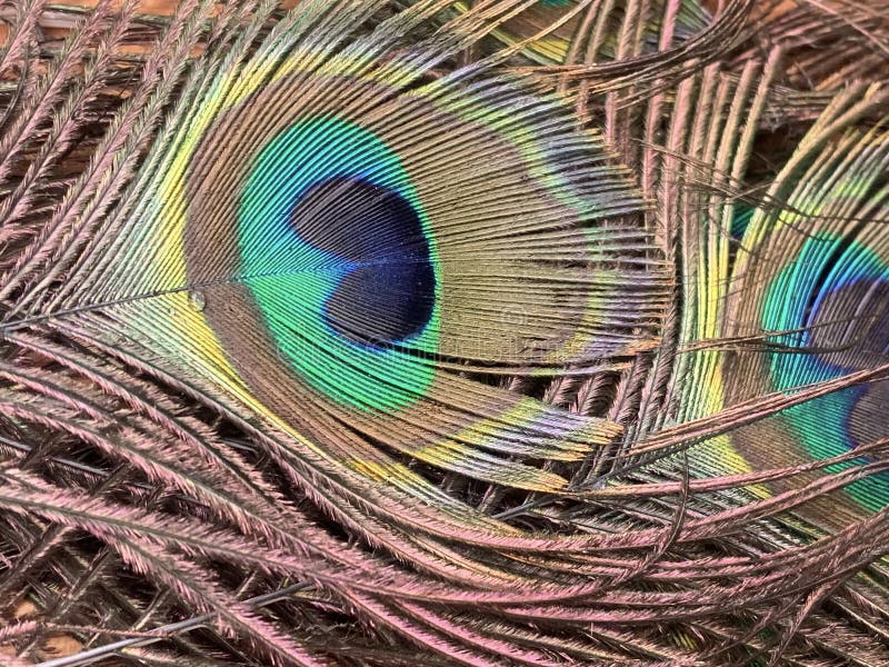 Nice Colorful Peacock Feathers, Close Up View, Natural Texture ...