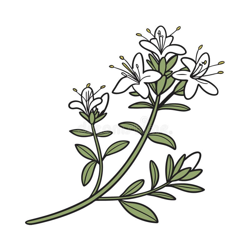 Elegant Creeping Thyme Flower Illustration Stock Illustration ...