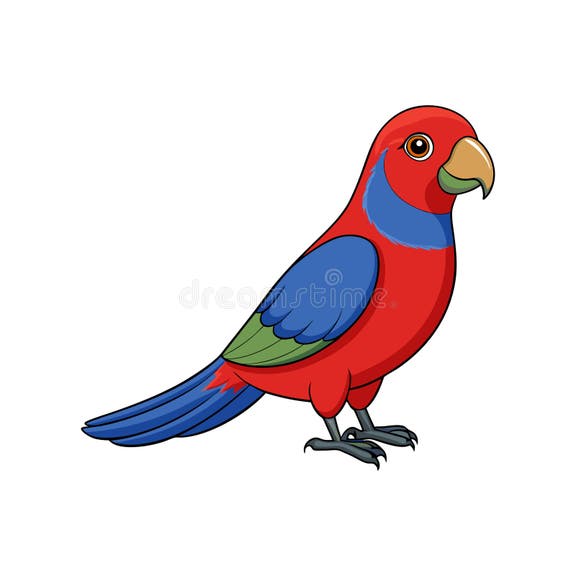 Elegant Crimson Rosella Design Stock Photo - Illustration of bird ...