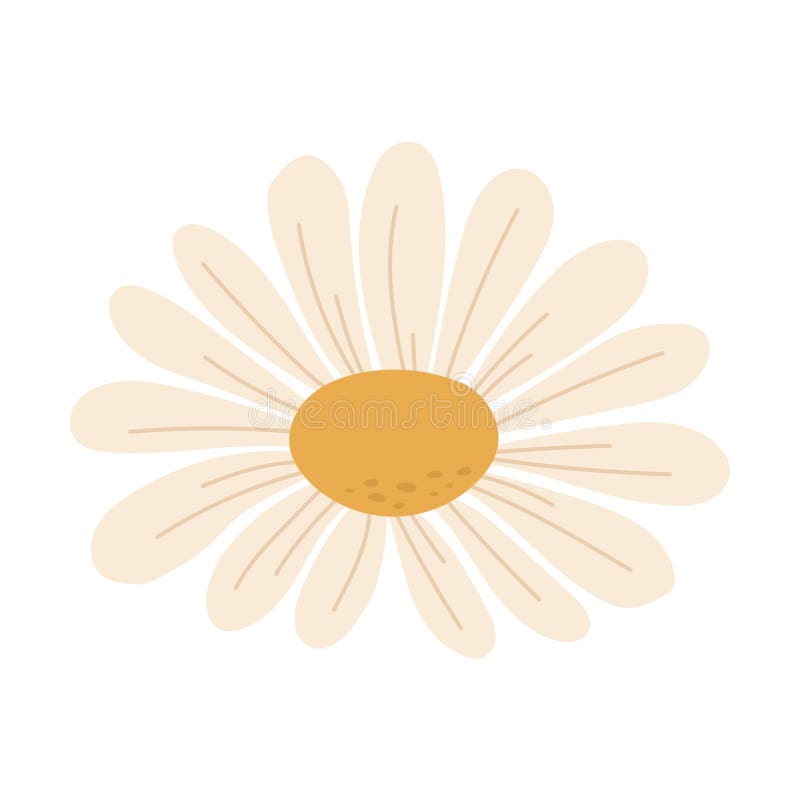 Elegant Daisy with Soft Petals. Vector Illustration Stock Vector ...