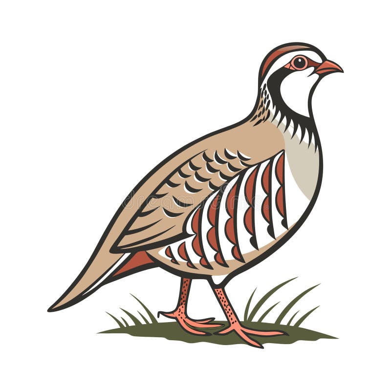 Elegant Daurian Partridge Bird Vector Stock Illustration - Illustration ...