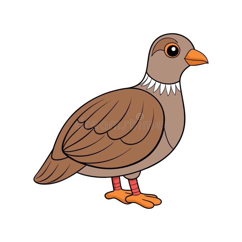 Elegant Daurian Partridge Bird Vector Stock Photo - Illustration of ...