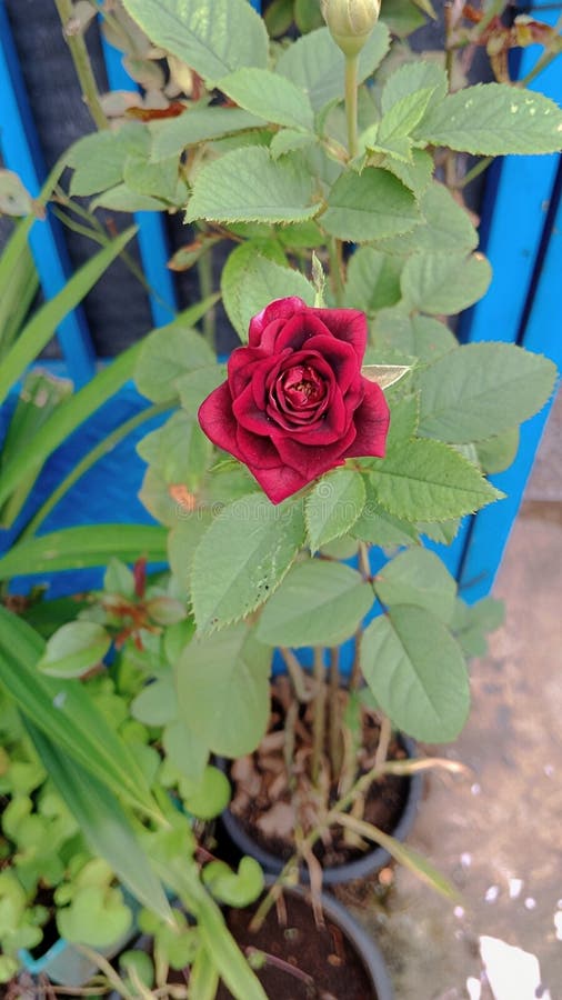 Elegant Deep Red Rose in Garden Blooming Gracefully. Stock Photo ...
