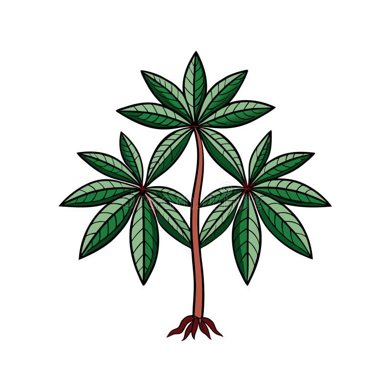 Elegant Cassava Houseplant Design Stock Illustration - Illustration of ...