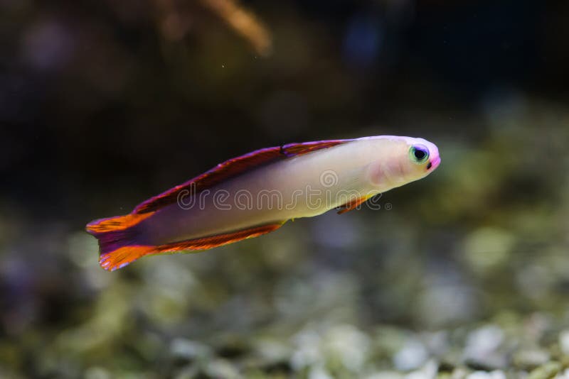 Nemateleotris Decora - Elegant Firefish Stock Photo - Image of ...