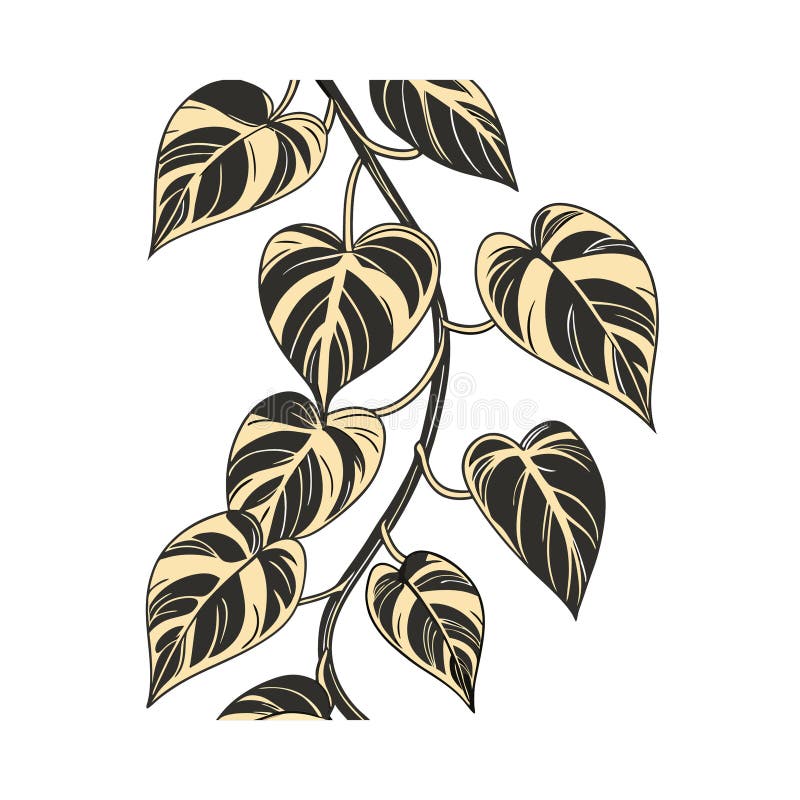 Elegant Golden Pothos Houseplant Design Stock Illustration ...