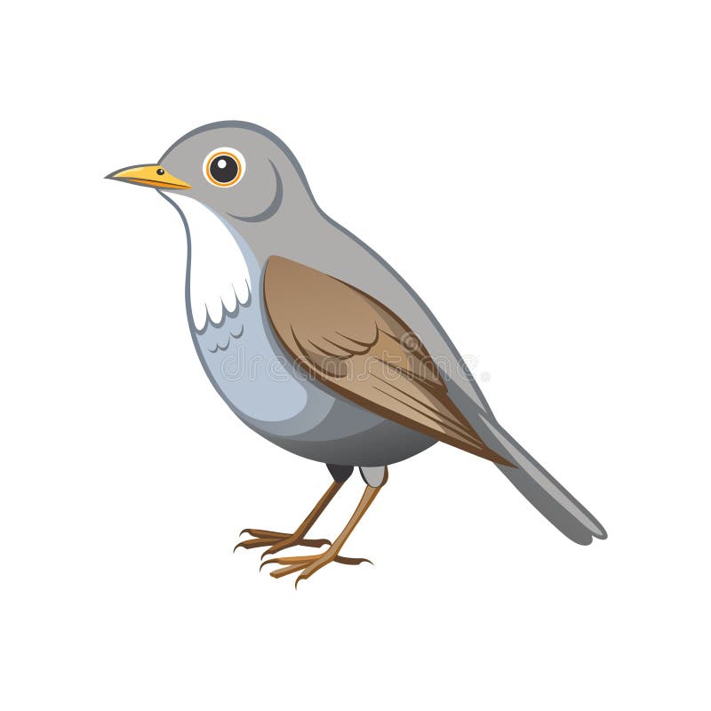Elegant Gray-cheeked Thrush Bird Vector Stock Illustration ...