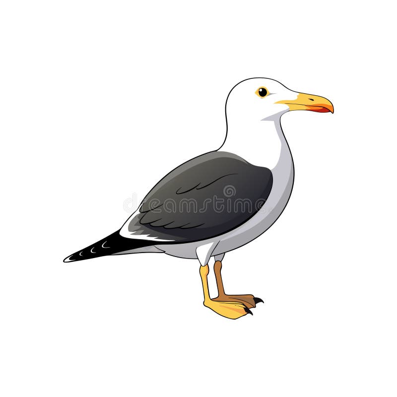 Elegant Great Black-backed Gull Bird Vector Stock Image - Illustration ...