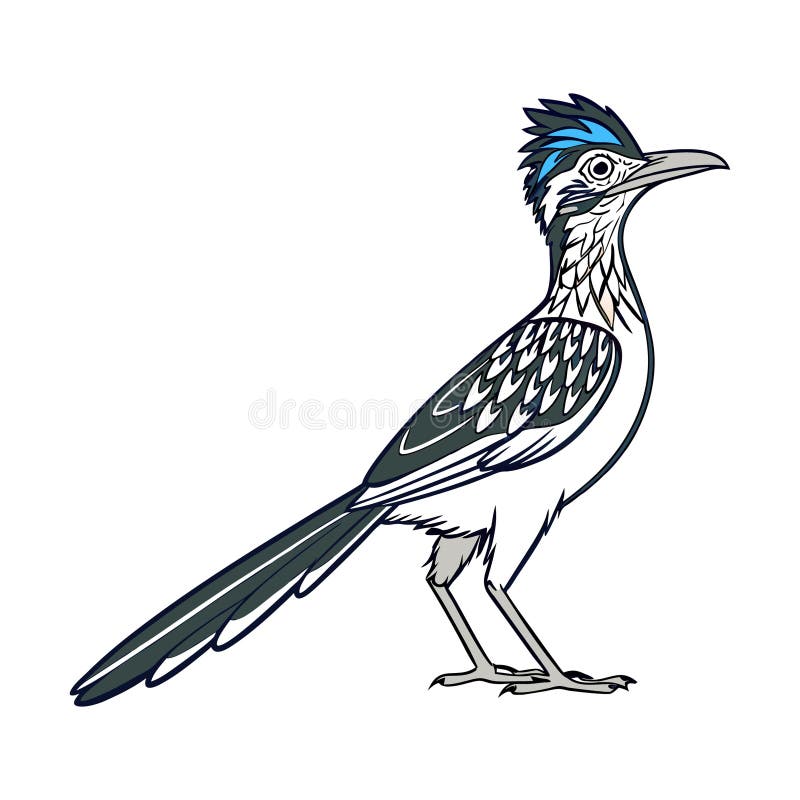 Elegant Greater Roadrunner Bird Vector Stock Photo - Illustration of ...