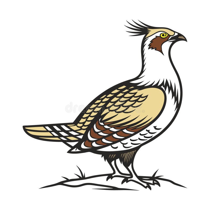 Elegant Greater Sage Grouse Bird Vector Stock Illustration ...