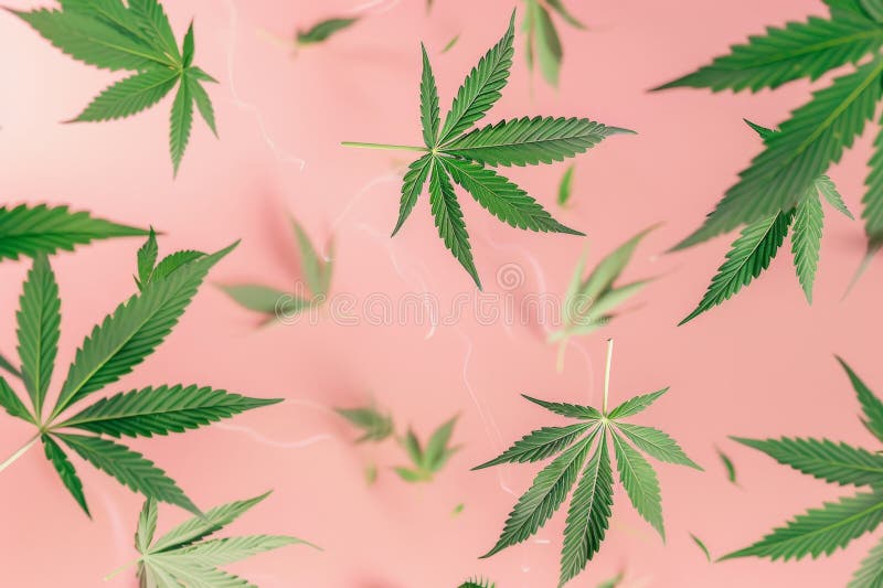 Elegant Green Hemp Leaves Gracefully Falling on a Soft and Delicate ...