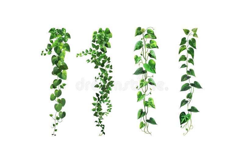 Ivy Strands Stock Illustrations – 2 Ivy Strands Stock Illustrations ...