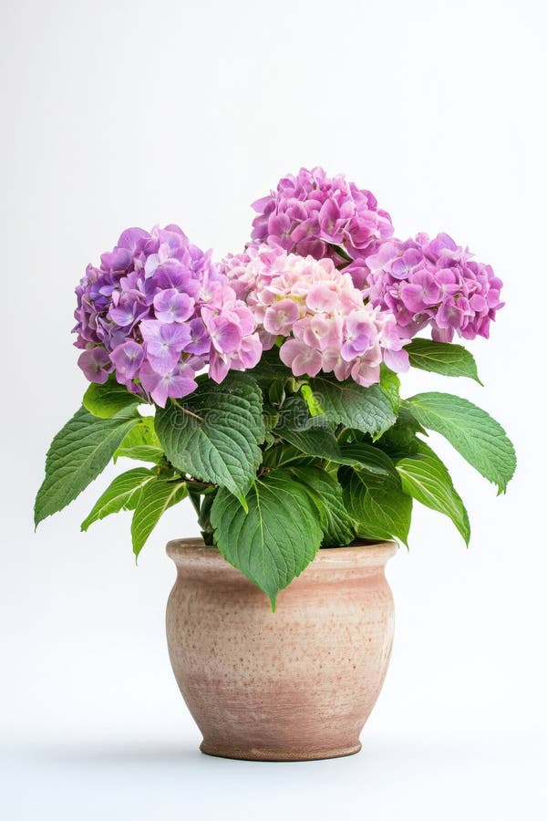 Elegant Hydrangea Flowers in a Trendy Pot on a Clean White Background ...