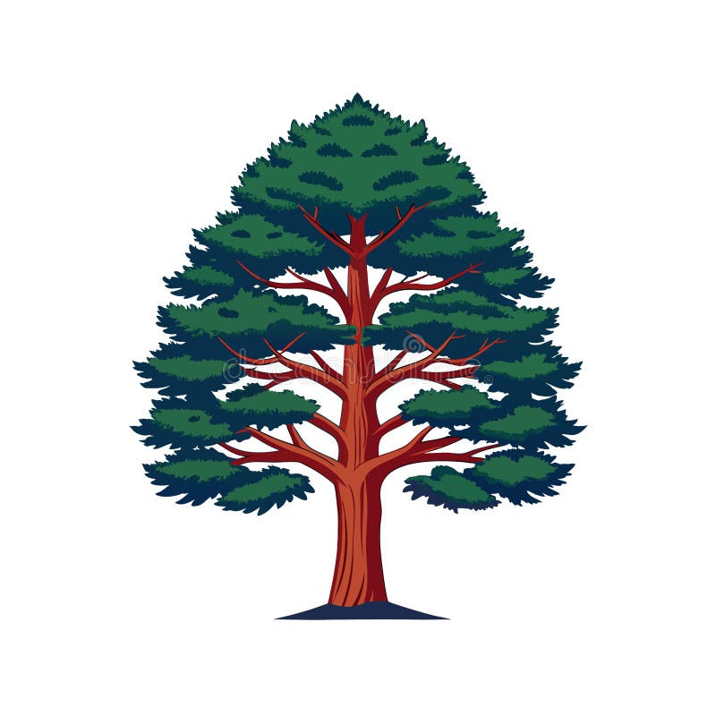 Elegant Deodar Cedar Tree Illustration Design Stock Illustration ...