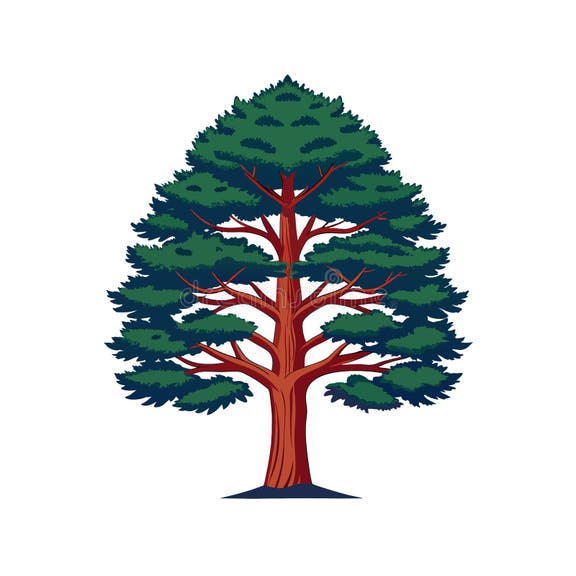Elegant Deodar Cedar Tree Illustration Design Stock Illustration ...
