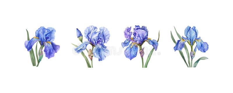 Elegant Iris Flower Illustrations Collection. Vector Illustration ...
