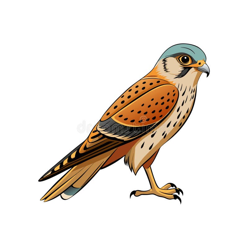 Elegant Lesser Kestrel Bird Vector Stock Image - Illustration of nature ...