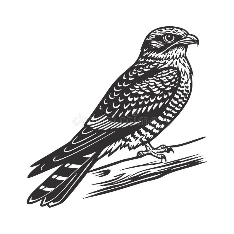 Elegant Lesser Nighthawk Bird Vector Stock Image - Illustration of ...