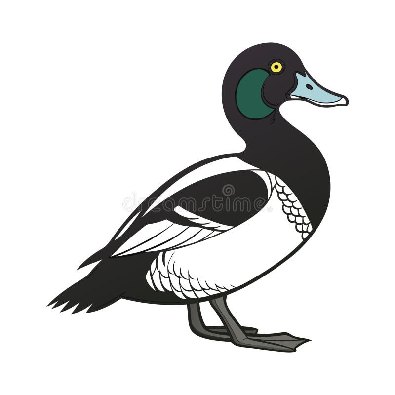 Elegant Lesser Scaup Bird Vector Stock Illustration - Illustration of ...