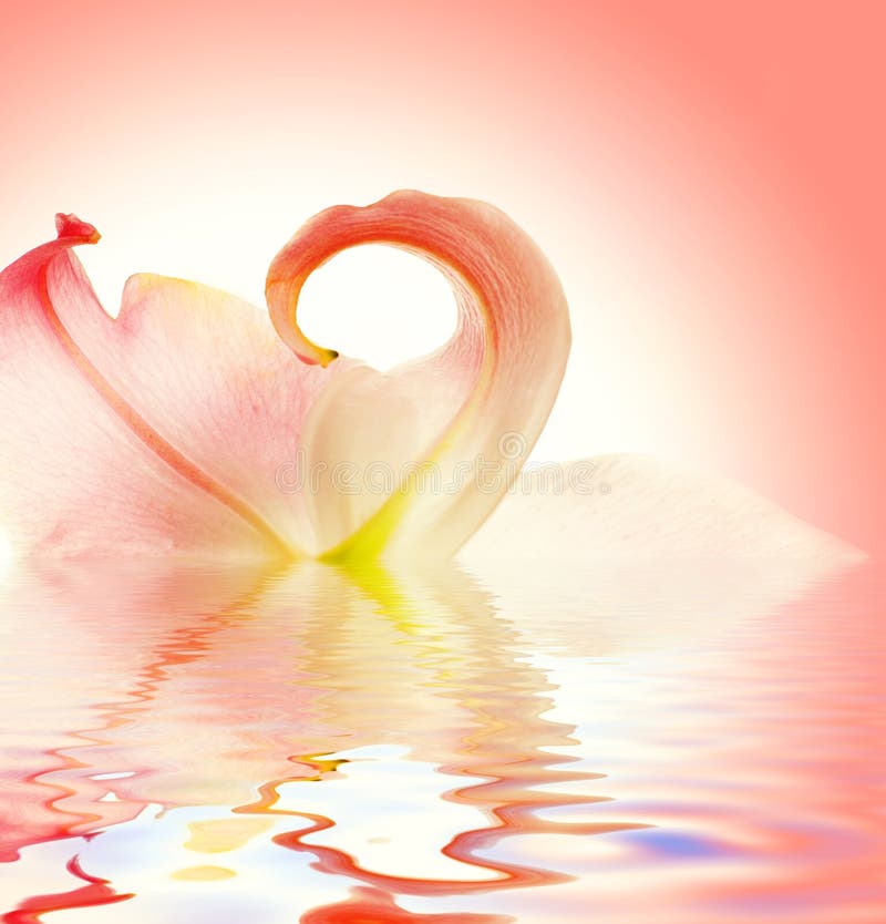 Elegant lily flower stock photo. Image of elegant, love - 4512360