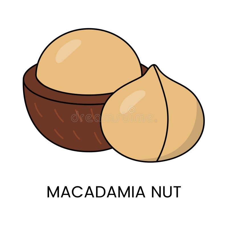 Elegant Macadamia Nut Vector Graphic, this Elegant Graphic Depicts the ...
