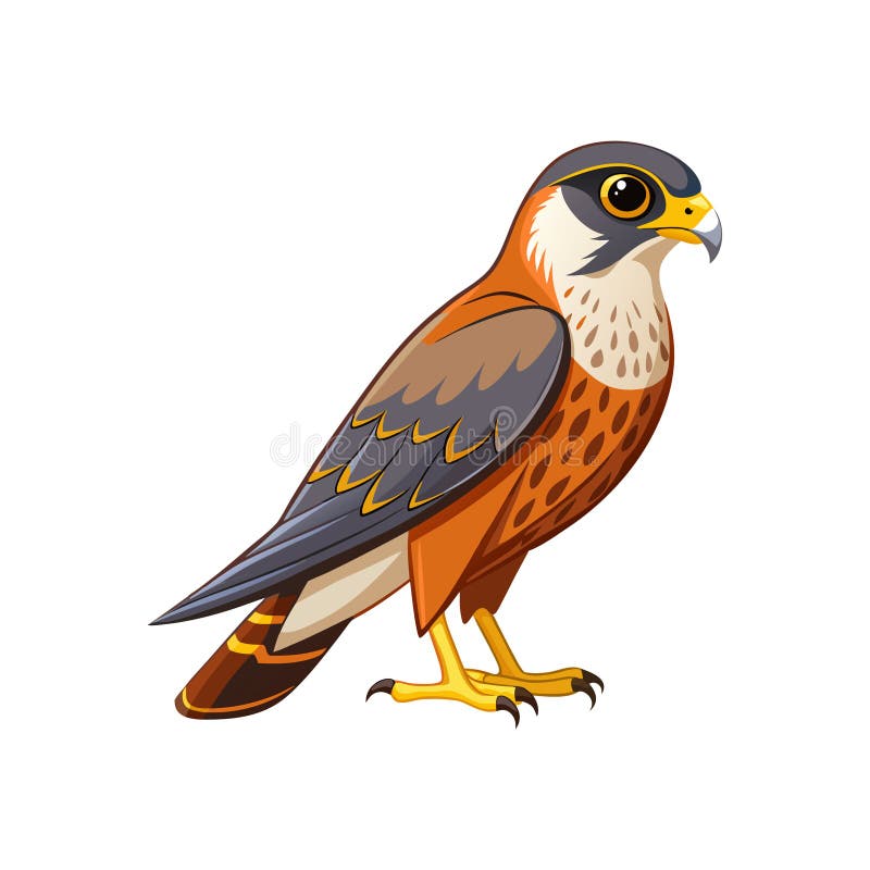 Elegant Merlin Bird Vector stock illustration. Illustration of cartoon ...