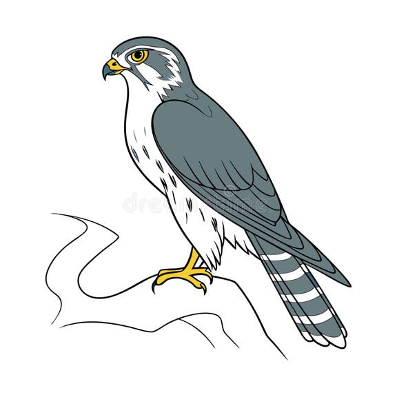 Elegant Merlin Bird Vector stock illustration. Illustration of vector ...