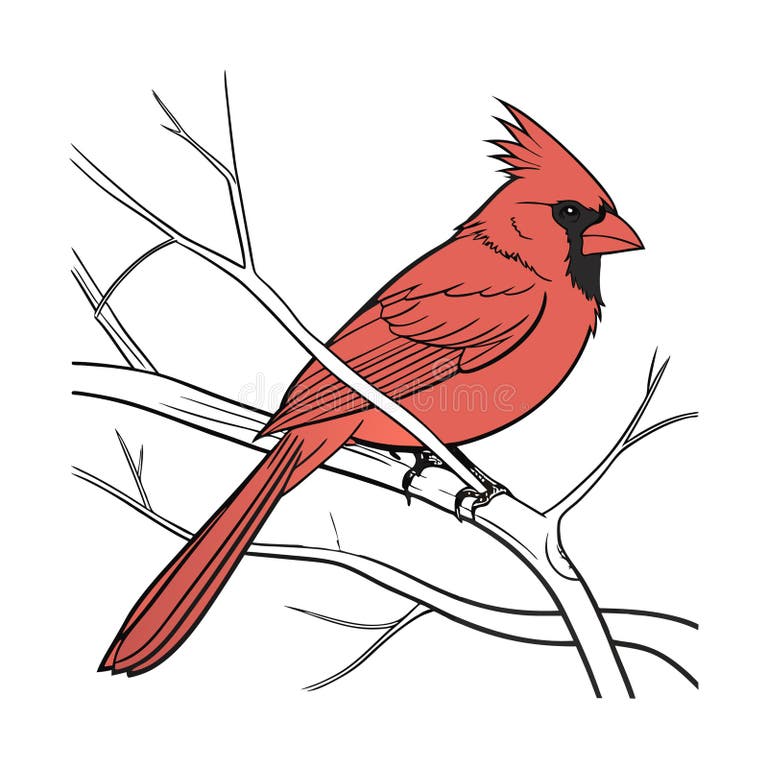 Elegant Northern Cardinal Bird Vector Stock Illustration - Illustration ...
