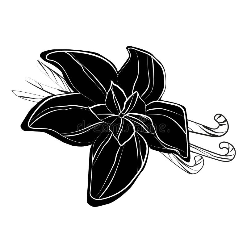 Outline Vanilla Vector Icon. Isolated Black Simple Line Element ...