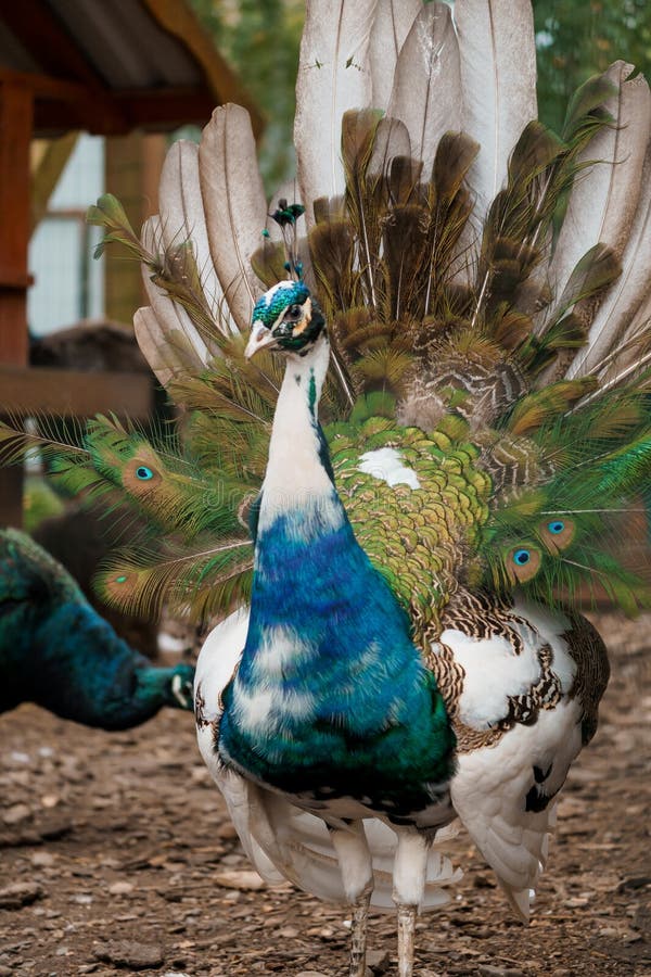 Elegant Peacock Displaying Resplendent Feathers in a Natural Habitat ...