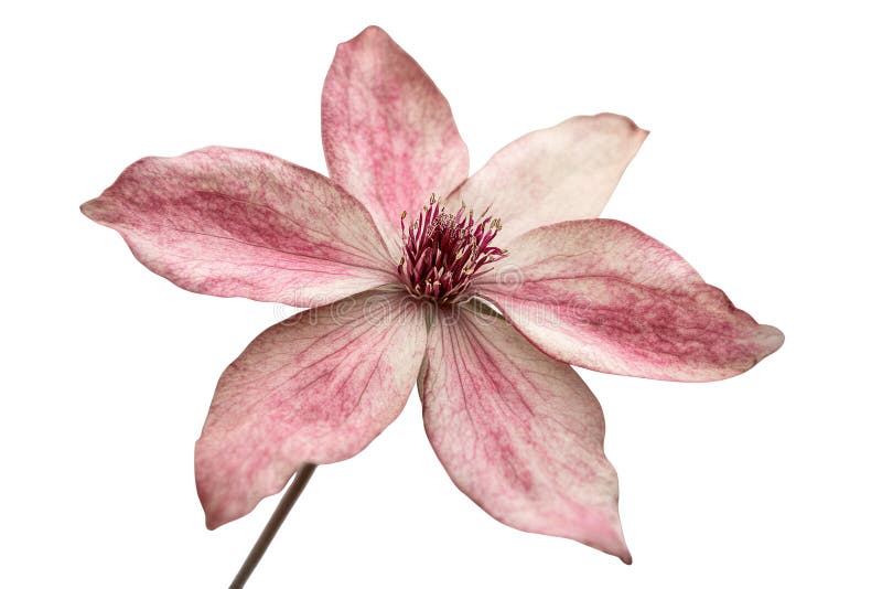 Elegant Pink Clematis Flower Isolated on Clear Background Stock ...