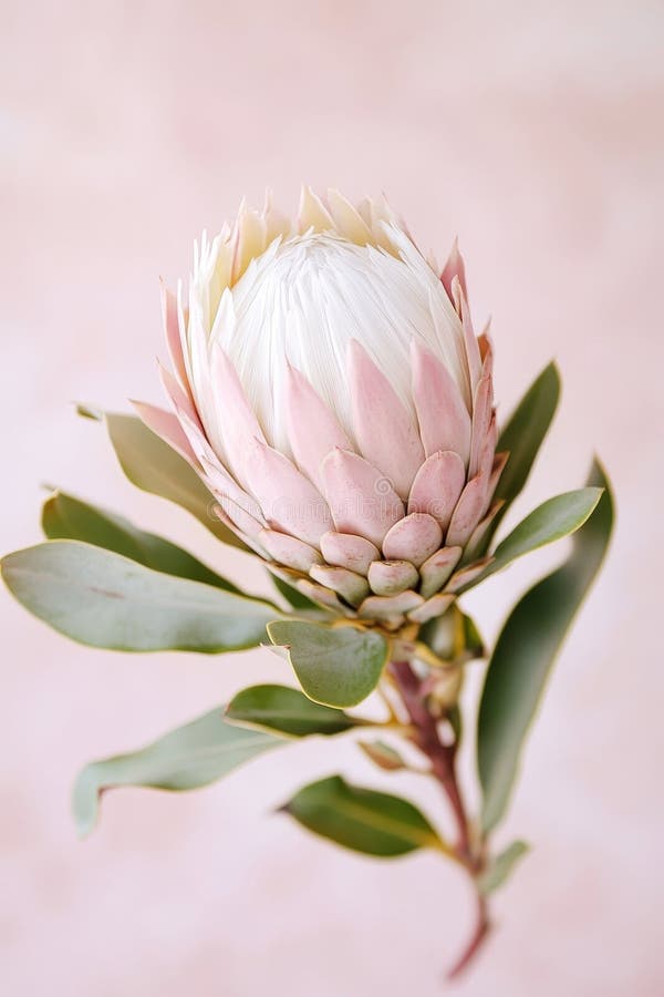 Elegant Pink Protea Flower Soft Pastel Background Stock Photos - Free ...
