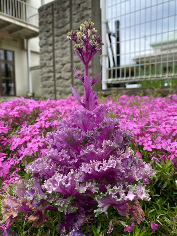 Flower stock image. Image of posture, elegant, flower - 179468229