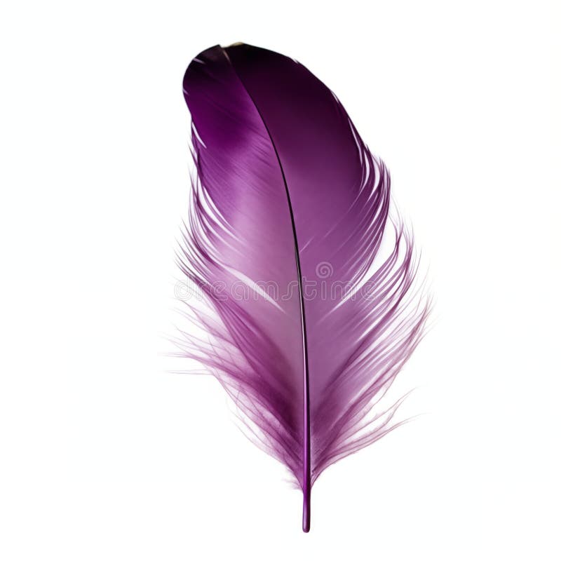 Elegant Purple Feather Isolated on White Stock Illustration ...