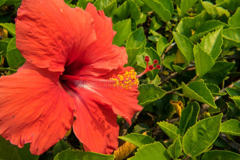 Elegant Red China Rose, Detail Stock Image - Image of background ...