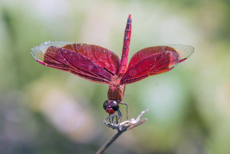 Elegant red dragonfly stock image. Image of health, eyes - 53541145