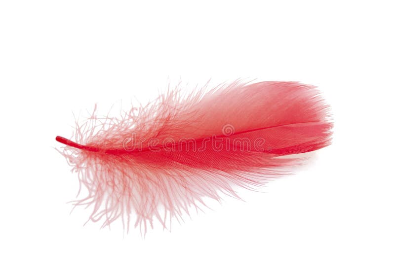 Elegant Red Feather Isolated on the White Stock Image - Image of pastel ...