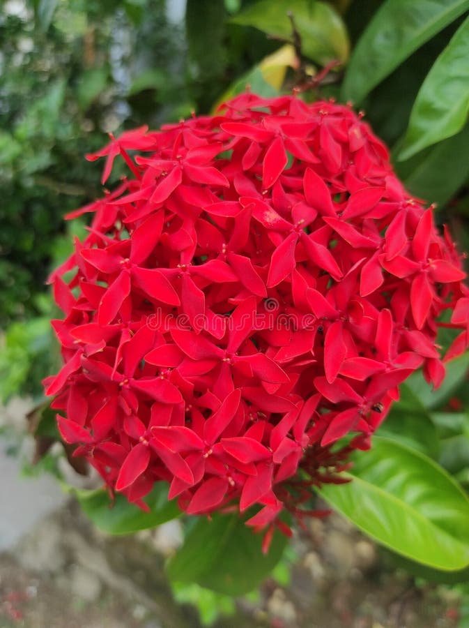 Elegant red flowers stock image. Image of produce, shrub - 262989355
