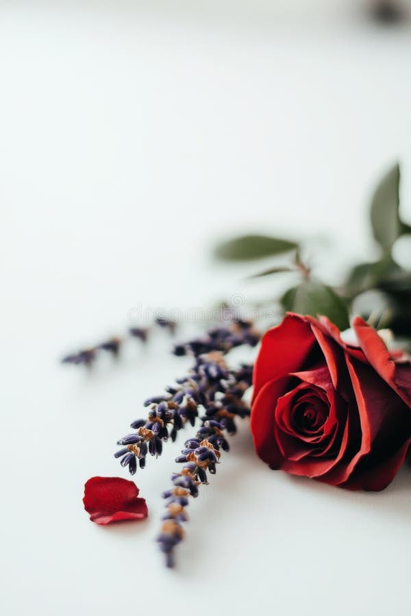 Elegant Red Rose and Lavender on Soft White Background. Stock Image ...