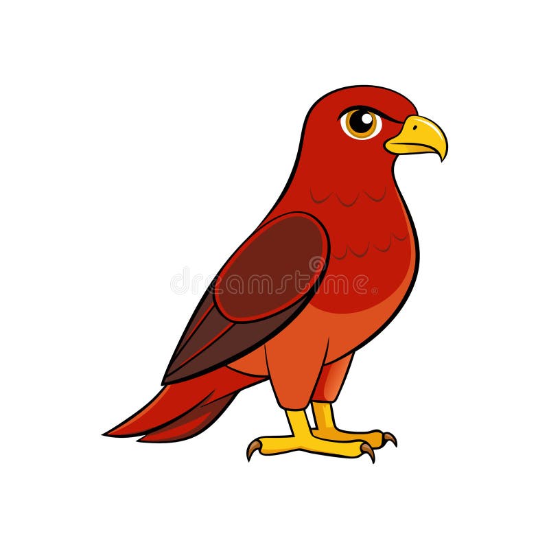 Elegant Red-shouldered Hawk Illustration Stock Illustration ...
