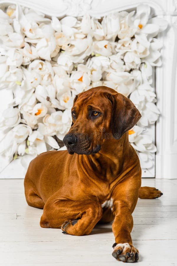 512 Stylized Dog Stock Photos - Free & Royalty-Free Stock Photos from ...