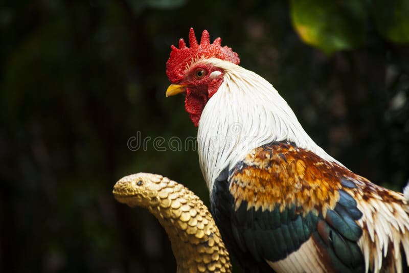 The Elegant Rooster and a Snake Statue Stock Image - Image of temple ...